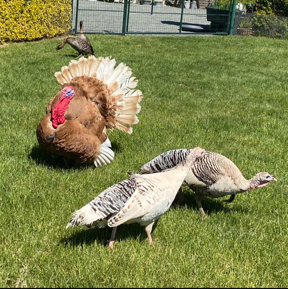Puten / Truthühner - ourfarm