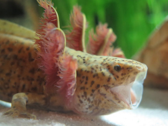 Hvad er en axolotl? - axolotl-dks Webseite!