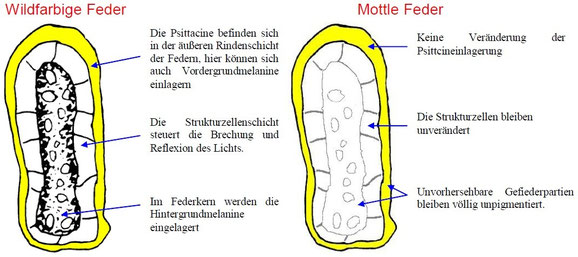 Def Mottle - az-agz-farben-genetiks Webseite!
