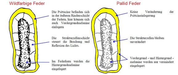 Def Pallid - az-agz-farben-genetiks Webseite!