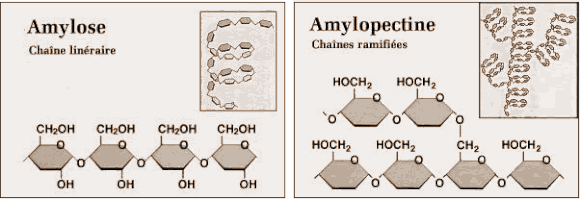 Observation de l'amidon de mais - TPE sur le Mélange Eau/Maïzena