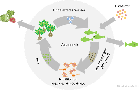 Aquaponik Grundlagen - SINTERRA - Hydroponics without substrate