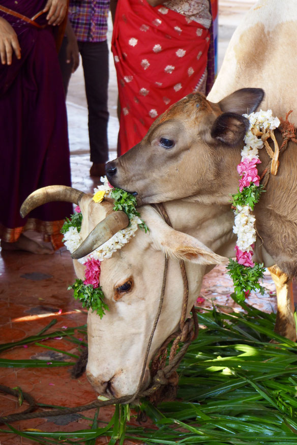 Aum Pranava Ashram - official website - Aum Pranava Ashram