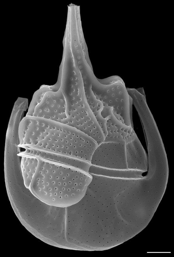 Mission - dinophytas Webseite!