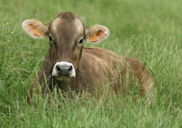 Rassen - kuh-milchs Webseite!