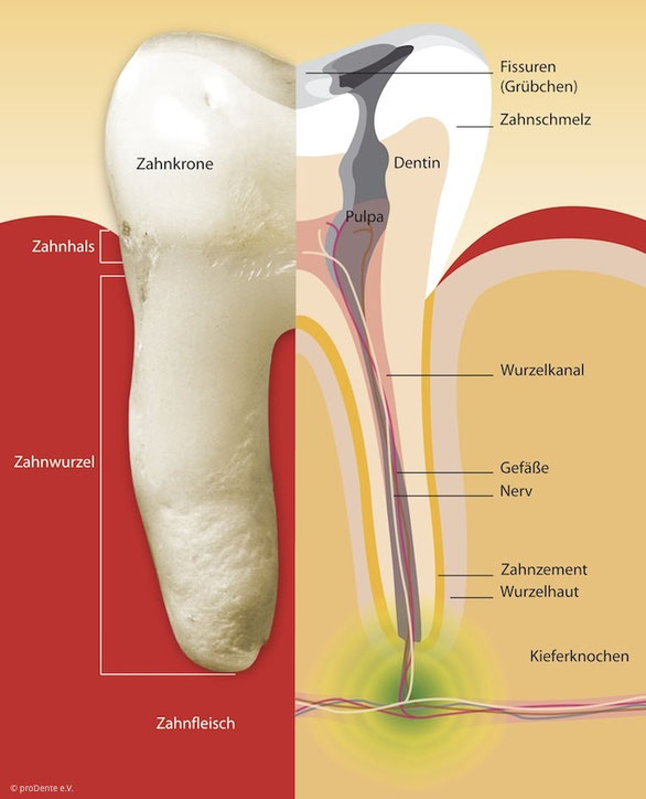 Wurzelbehandlung - Thomas Rettig