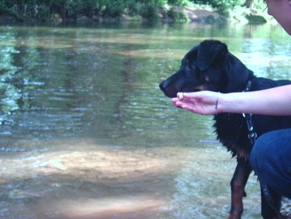 5) CONSEJOS ETHOLOGICOS - Site de Canem Taxi Animalier & urgence 24/24 ...