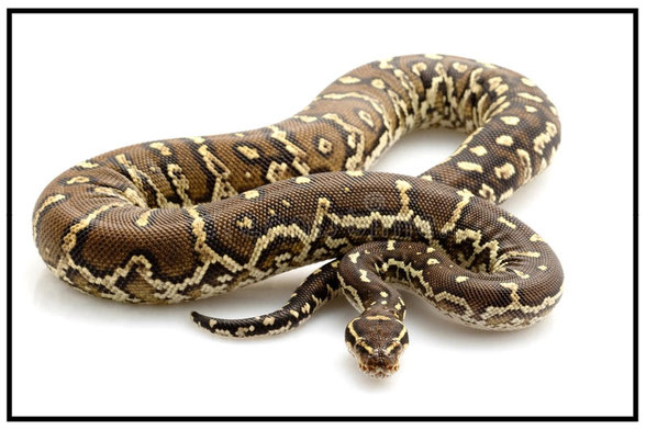 Pythons - Happy Pythons - Python regius