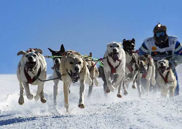 German Trailhound - germantrailhounds Webseite!