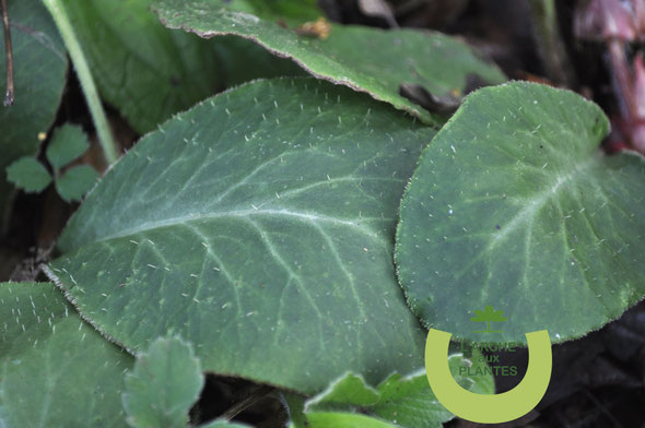 JANVIER - Chrysosplenium macrophyllum - arche aux plantes