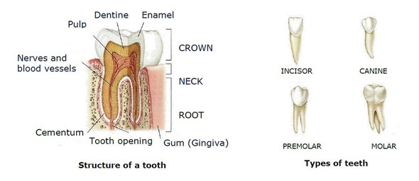 2.1. La boca - Bilingual Natural Science. I.E.S. Elcano (Sanlúcar Bda.)