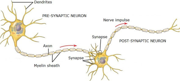 nerve impulse synapse