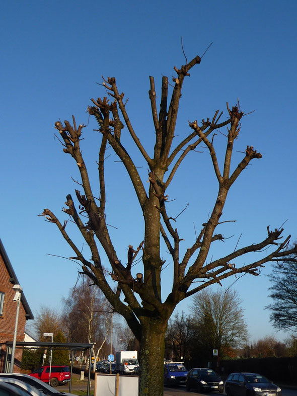 Kopfbaum-Schnitt - wattsurfs Webseite!