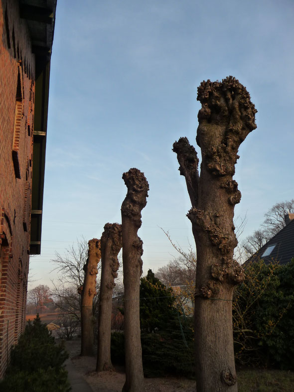 Kopfbaum-Schnitt - wattsurfs Webseite!