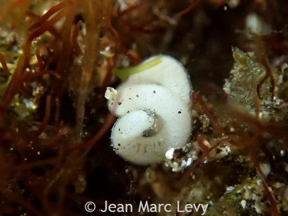 Ponte de Micromelo undata - Nudibranches Tahiti Sea slugs of French ...