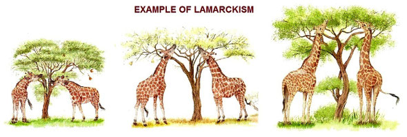 2.2. Evolutionism - Página web de evaprofecmc