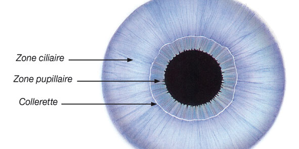 L'IRIDOLOGIE - naturopathie-saint-nazaire.fr