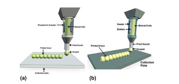 Principe de la Bio-impression 3D et opportunités d'application - TPE ...