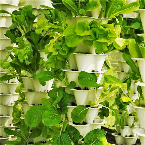 Hydroponiksysteme - diese Varianten gibt es - Sinterra - Zero Waste Hydroponics