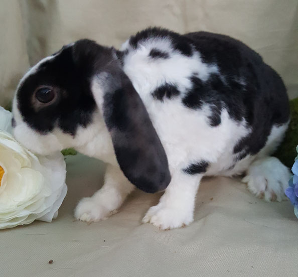 Les lapins nains béliers rex mâles et femelles - Site de leslapinsduharas