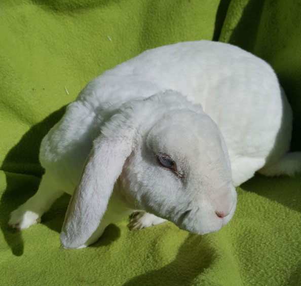 Les lapins nains béliers rex mâles et femelles - Site de leslapinsduharas