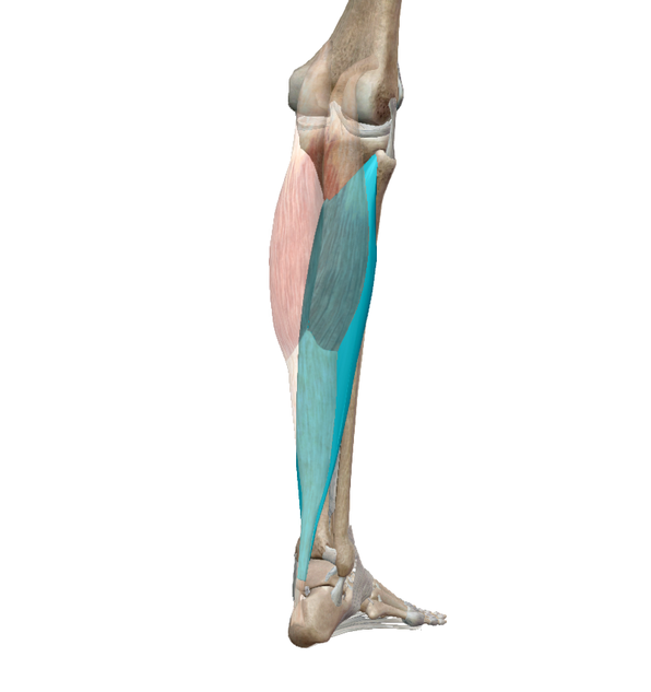 Tendinite d'Achille : Symptômes, Causes, Traitements et Exercices - PRO-TMS