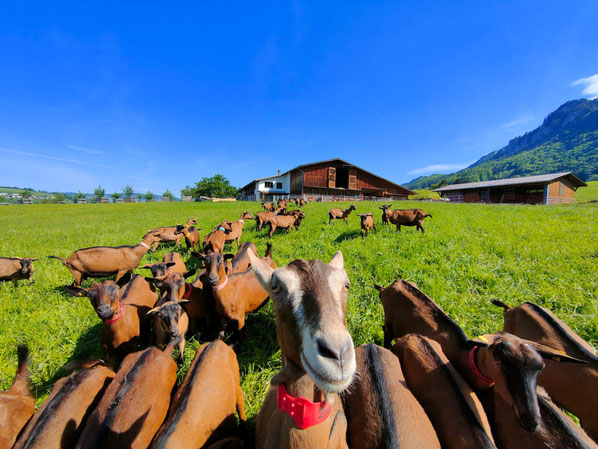 Bienvenue à la Ferme de la Fin du Chêne - Site de fermedelafinduchene