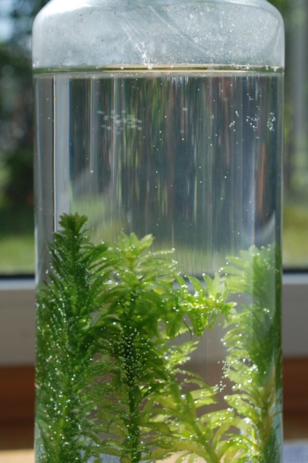 Pflanzensauerstoff wird sichtbar - Nela forscht - Naturwissenschaft für ...