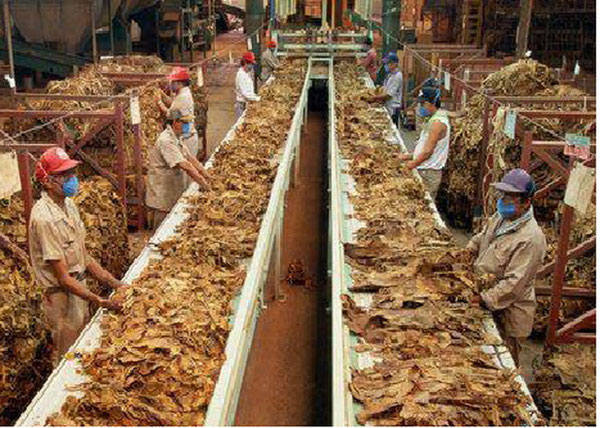 AIR-CURED TOBACCO - italindos JimdoPage!