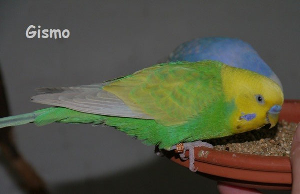 Funkelsterne - Wellensittichzucht Funkelsterne