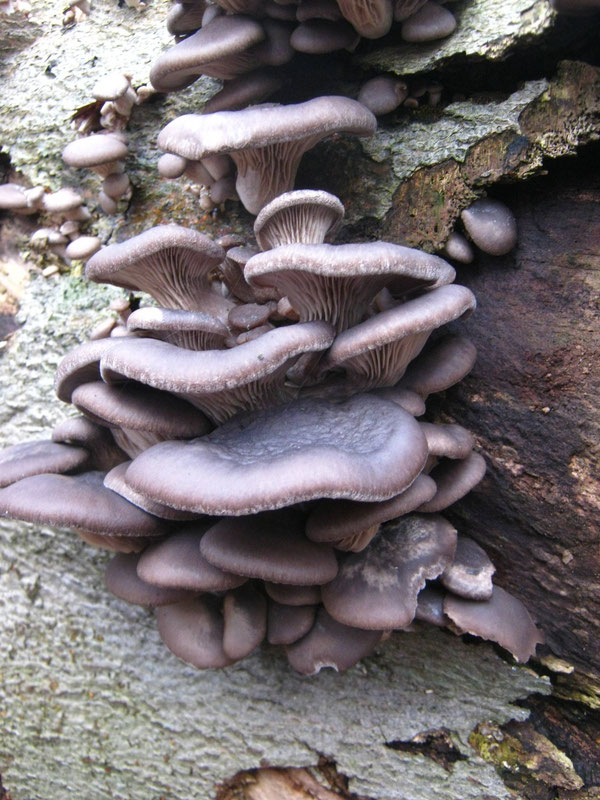 Austernseitling - Natur im Barnim