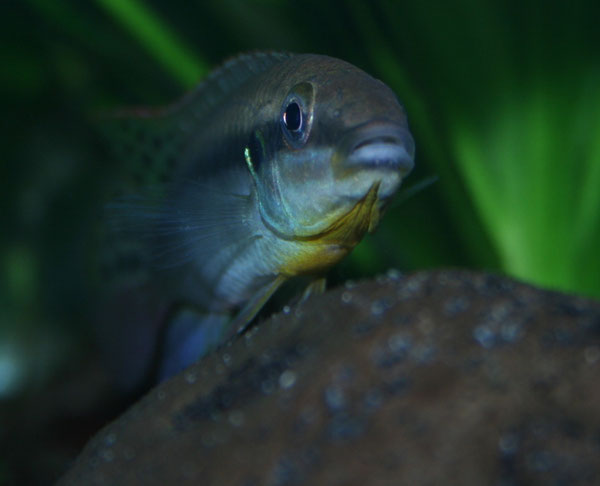 Enigmatochromis lucanusi - Pelvicachromis, Enigmatochromis und weitere ...
