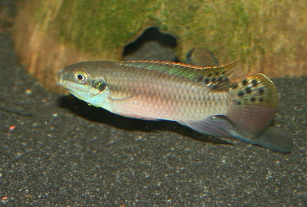 Enigmatochromis lucanusi - Pelvicachromis, Enigmatochromis und weitere ...