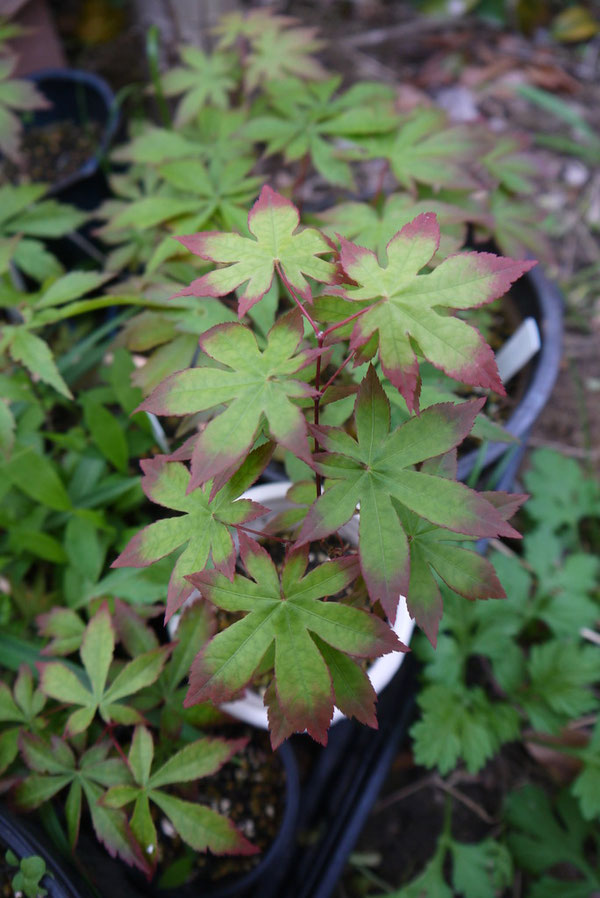 Acer amoenum 'Satsuki-beni' - もみじかえで研究所（岐阜県多治見市）