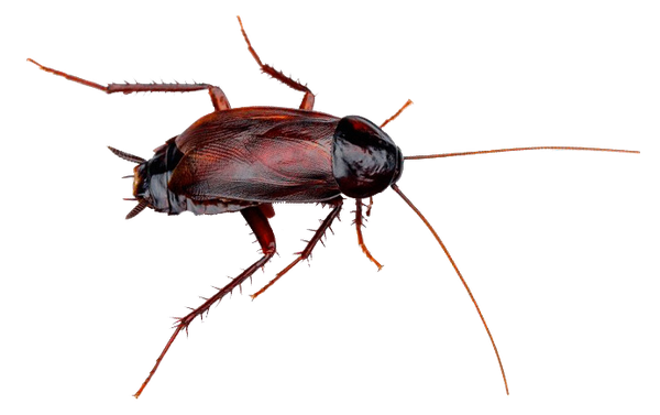 Julio 2022 - Especies de cucarachas más comunes en México ...