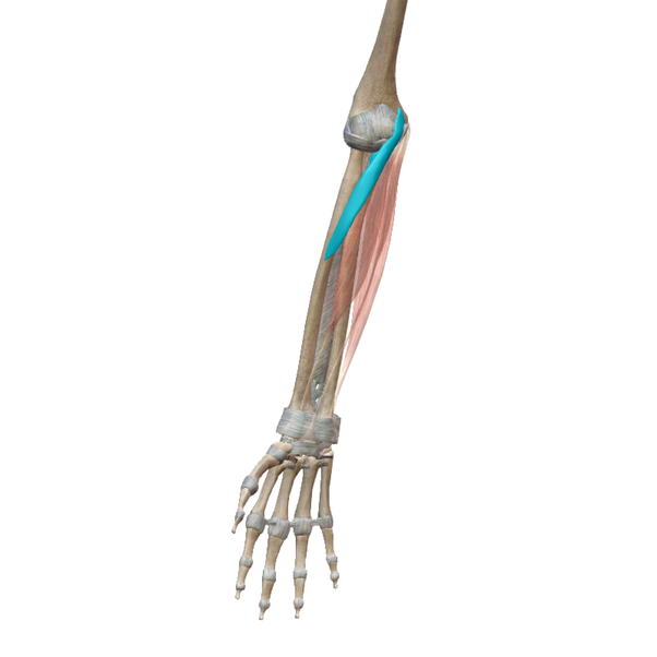 Renforcement musculaire des fléchisseurs du poignet - PRO-TMS