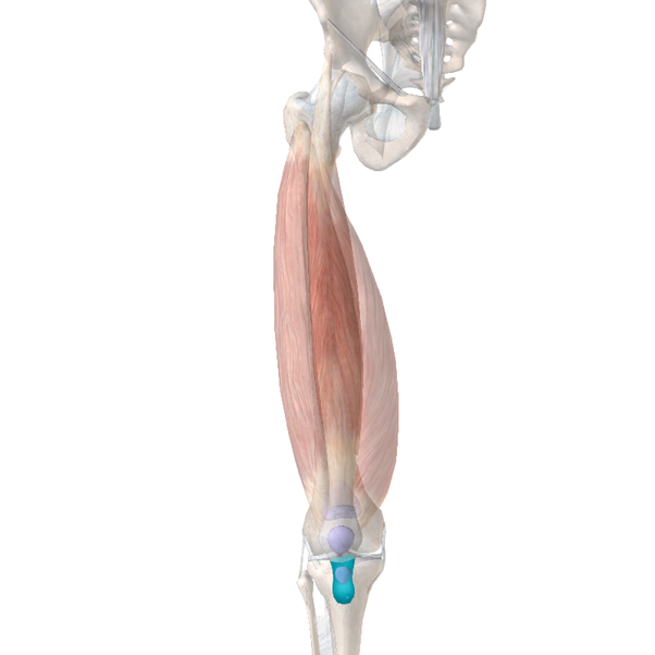 Tendinites Rotulienne et Quadricipitale : Symptômes, Causes ...