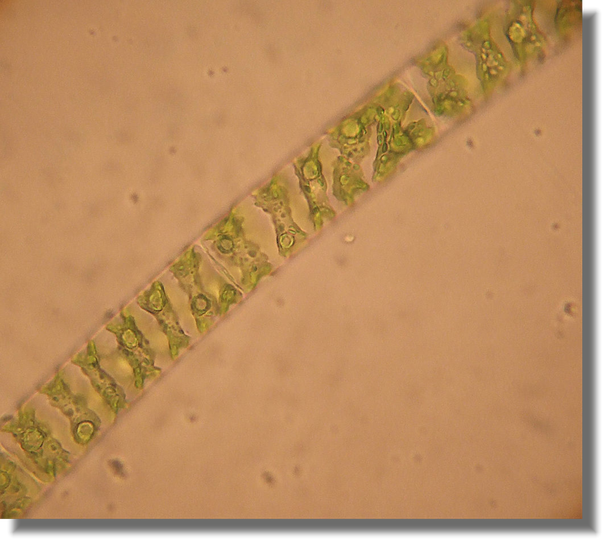 Üppiger Pflanzenwuchs gegen Fadenalgen im Schwimmteich - BioPond für ...