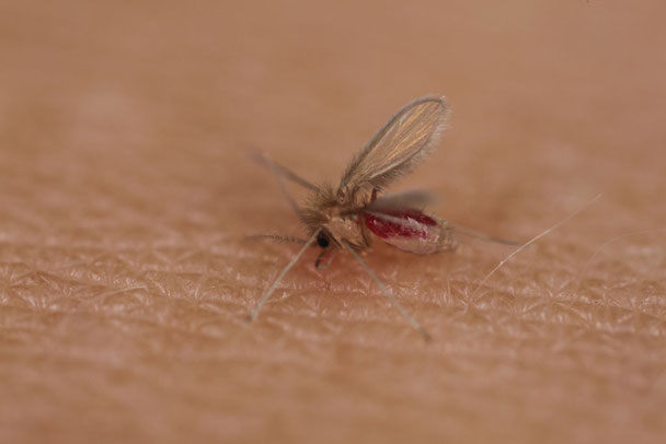 Leishmaniose - SardinienHunde e.V.