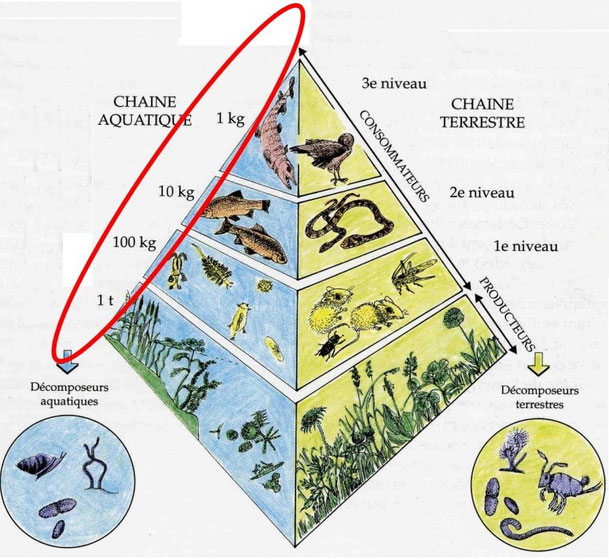 La Pyramide De Biomasse | Images and Photos finder