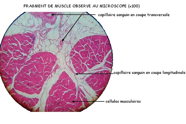L1 corps - Site de svt-ostrevant