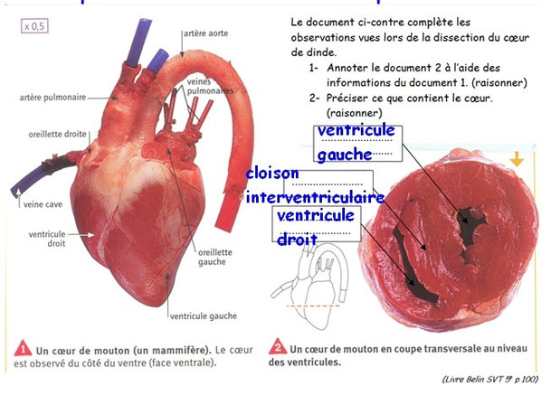 L5 coeur - Site de svt-ostrevant