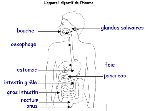 L3digestion - Site de svt-ostrevant