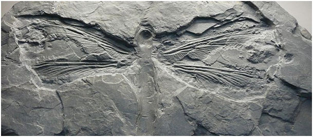 1. Introduction - entomoLOGIC