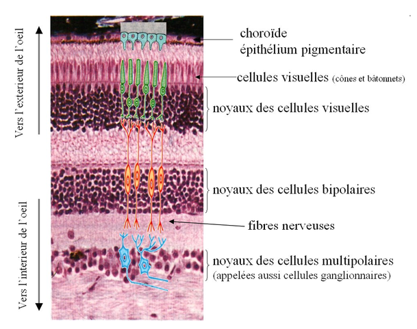 Partie I : de l'oeil au cerveau : quelques aspects de la vision - Site ...
