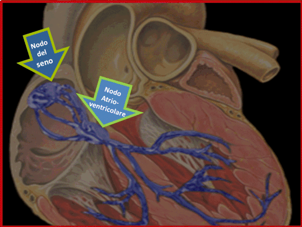 °Quando la frequenza cardiaca è > 90 b/m - gennarino borrello