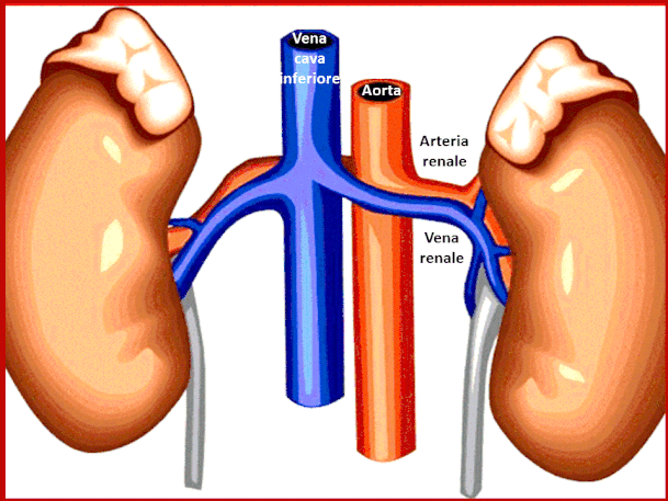 -Ablazione delle fibre simpatiche renali - gennarino borrello