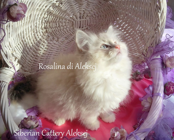 SEAL TORTIE/TORBIE POINT - CUCCIOLI GATTO SIBERIANO DISPONIBILI