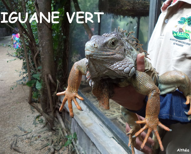 Iguane Vert - L’encyclopédie-animalière