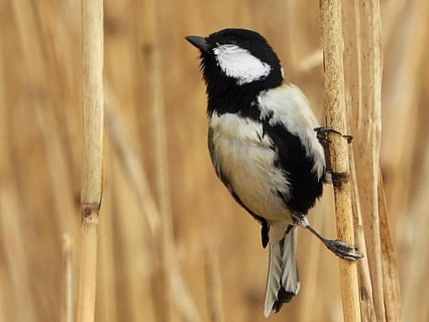 Birds in Tokyo - 日本野鳥の会東京